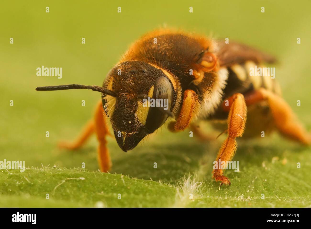 Detailed closeup on the colorful solitary bee, the seven-toothed-red ...