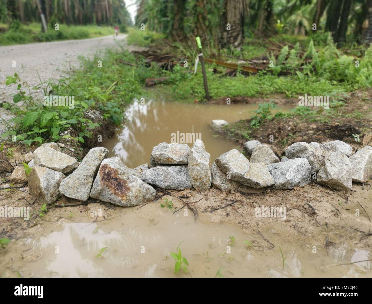 Drainage System In Oil Palm Plantation at Sandra Tincher blog