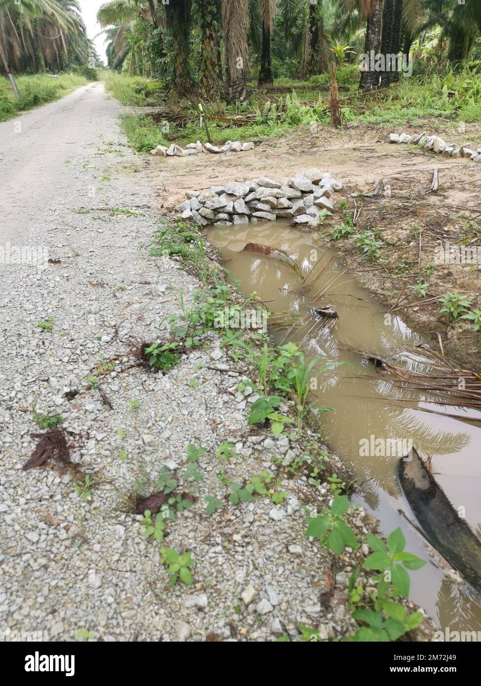Drainage System In Oil Palm Plantation at Sandra Tincher blog