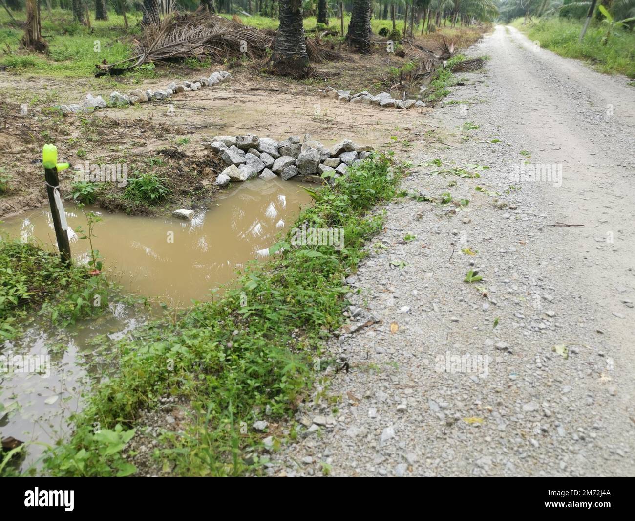 Drainage System In Oil Palm Plantation at Sandra Tincher blog
