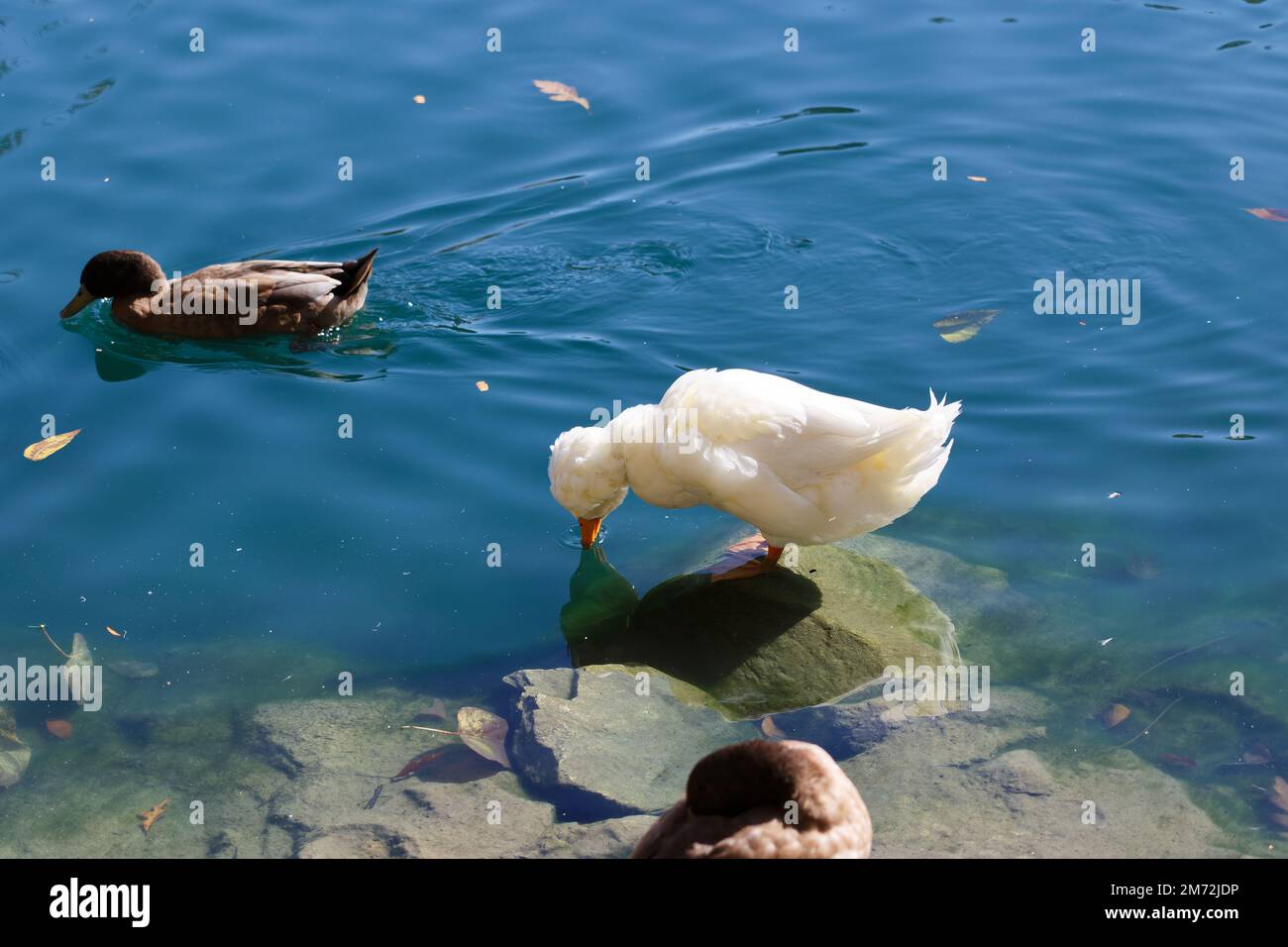 A cute brown duck swimming in a lake and a beautiful white pekin ...
