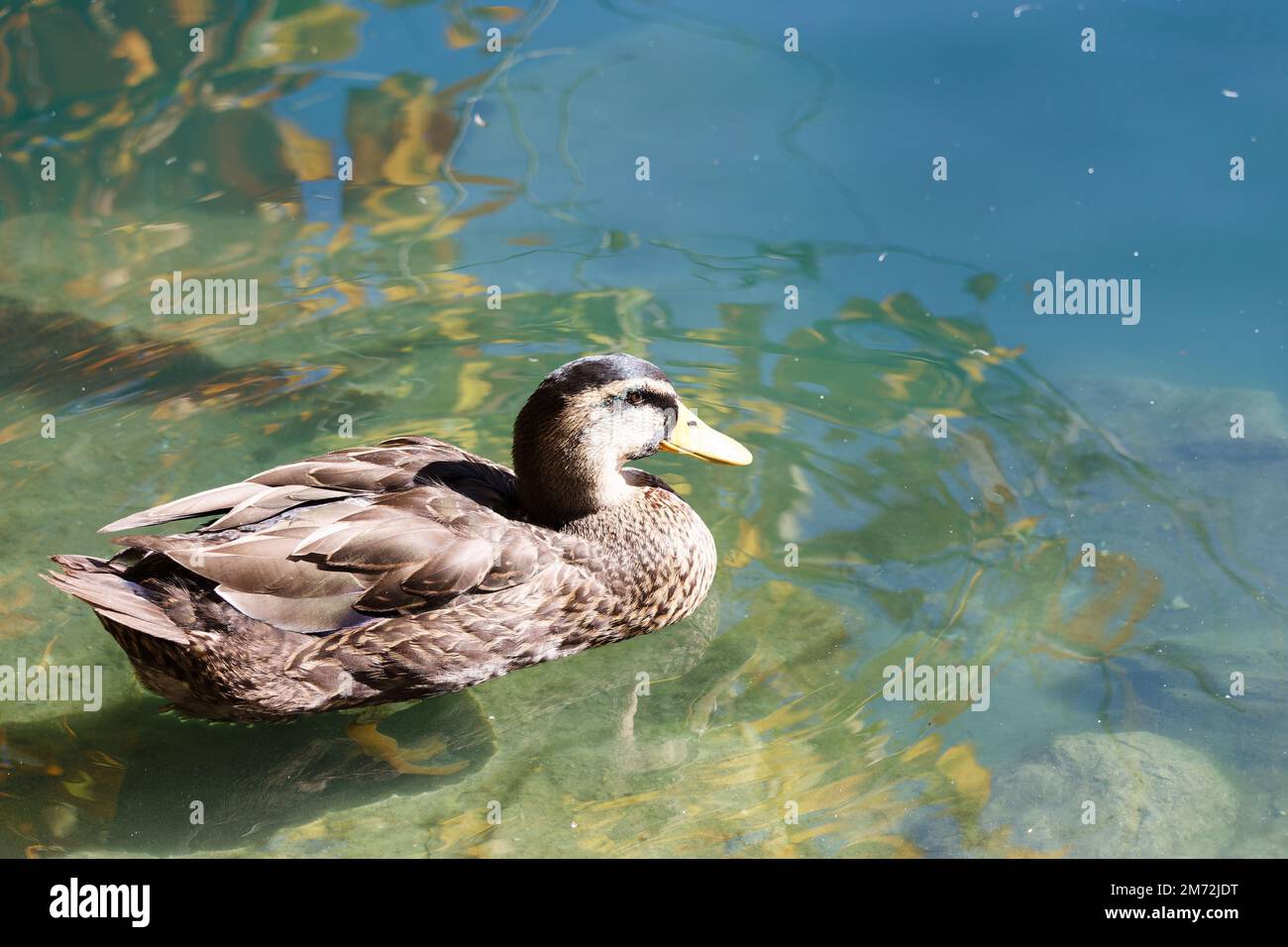 A cute brown duck swimming in a lake on a sunny day Stock Photo - Alamy