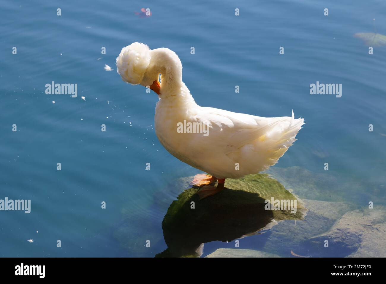 A cute white pekin duck perched on a stone in a lake and preening ...
