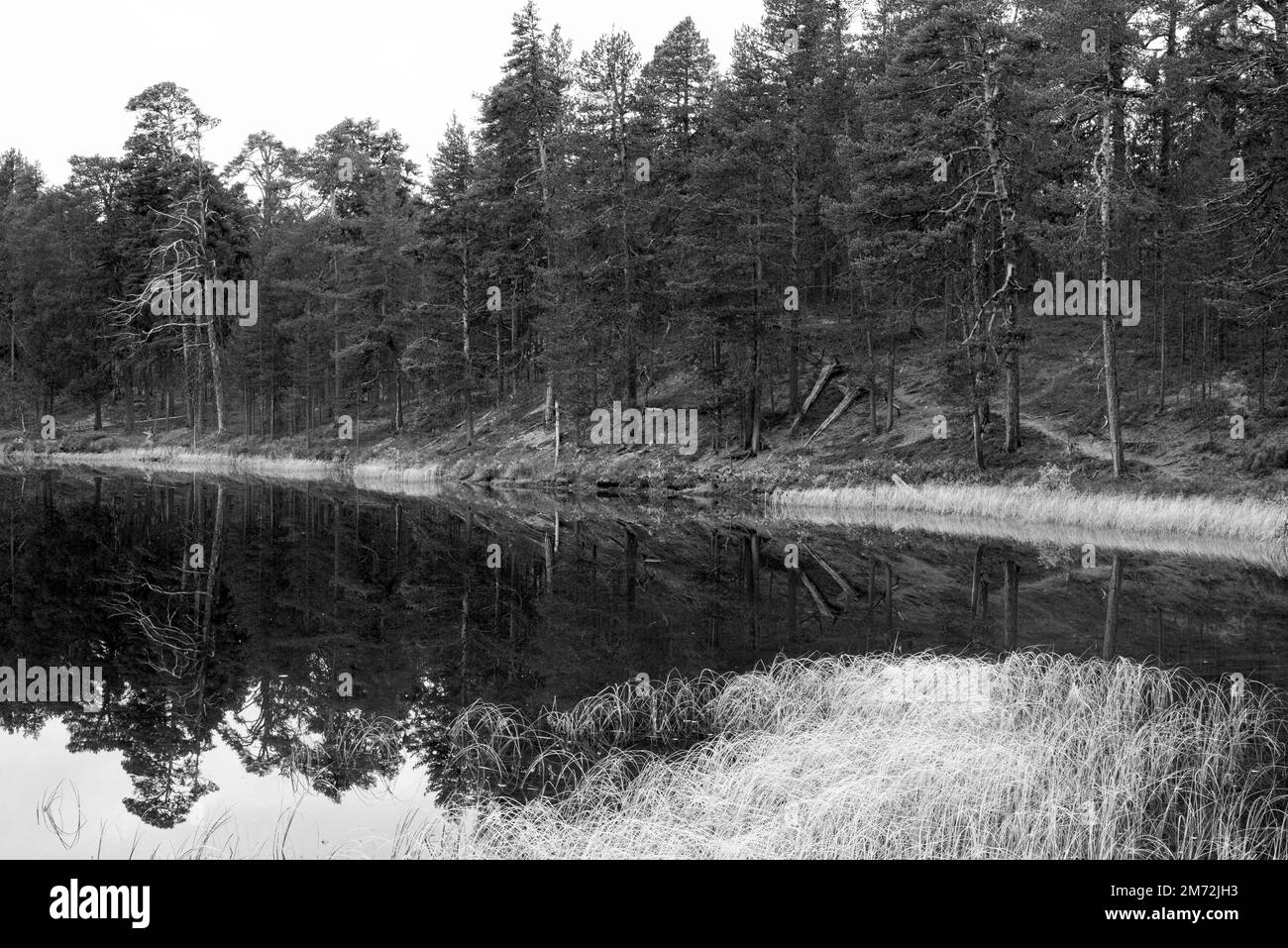 Lake in Lemmenjoki National Park, near Inari, Finland Stock Photo - Alamy