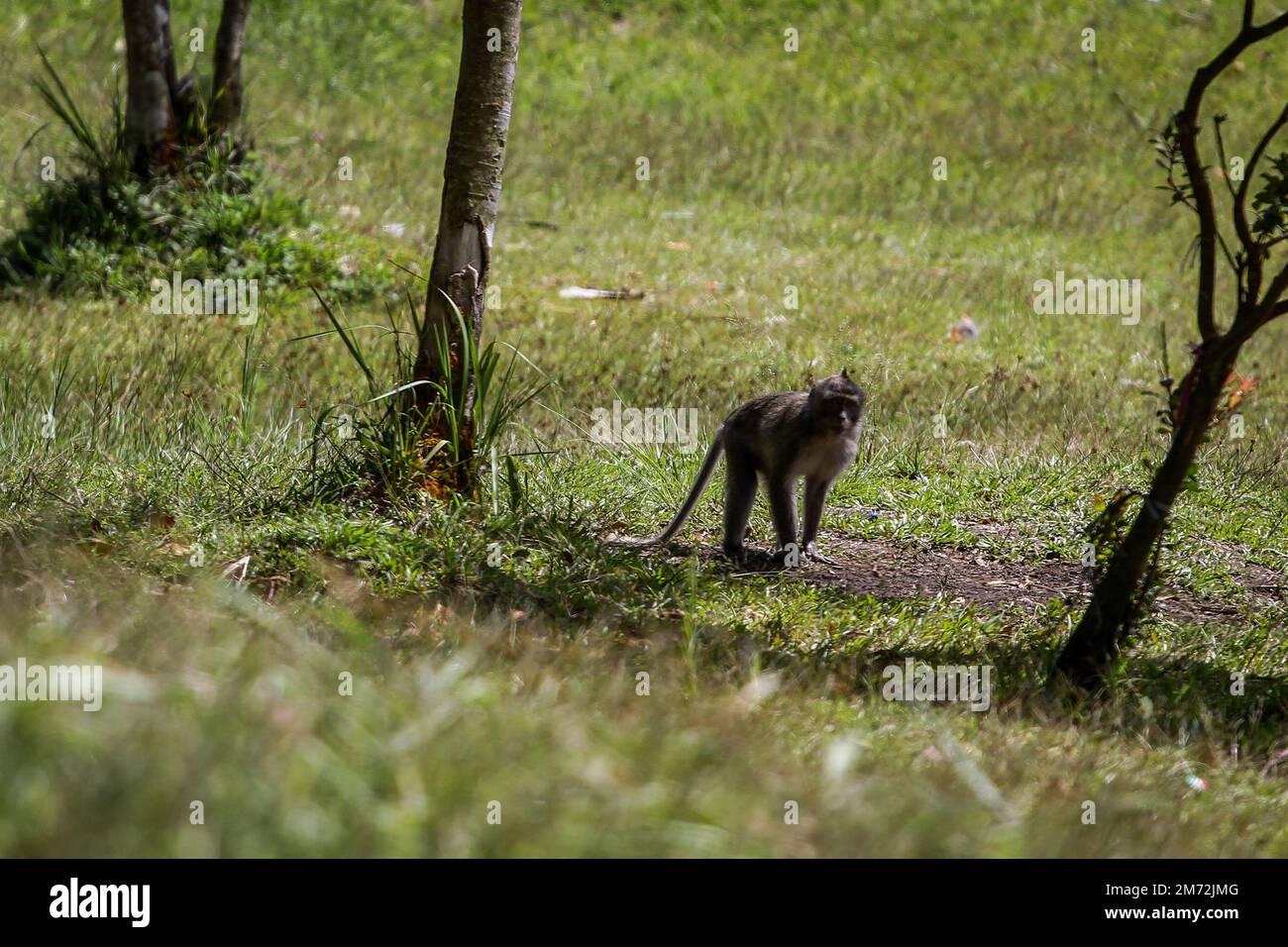 Bandung, West Java, Indonesia. 7th Jan, 2023. The long-tailed monkey ...