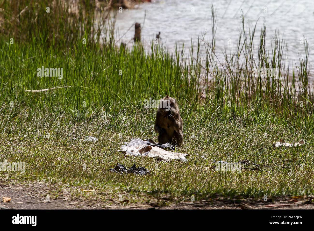 Bandung, West Java, Indonesia. 7th Jan, 2023. The long-tailed monkey ...