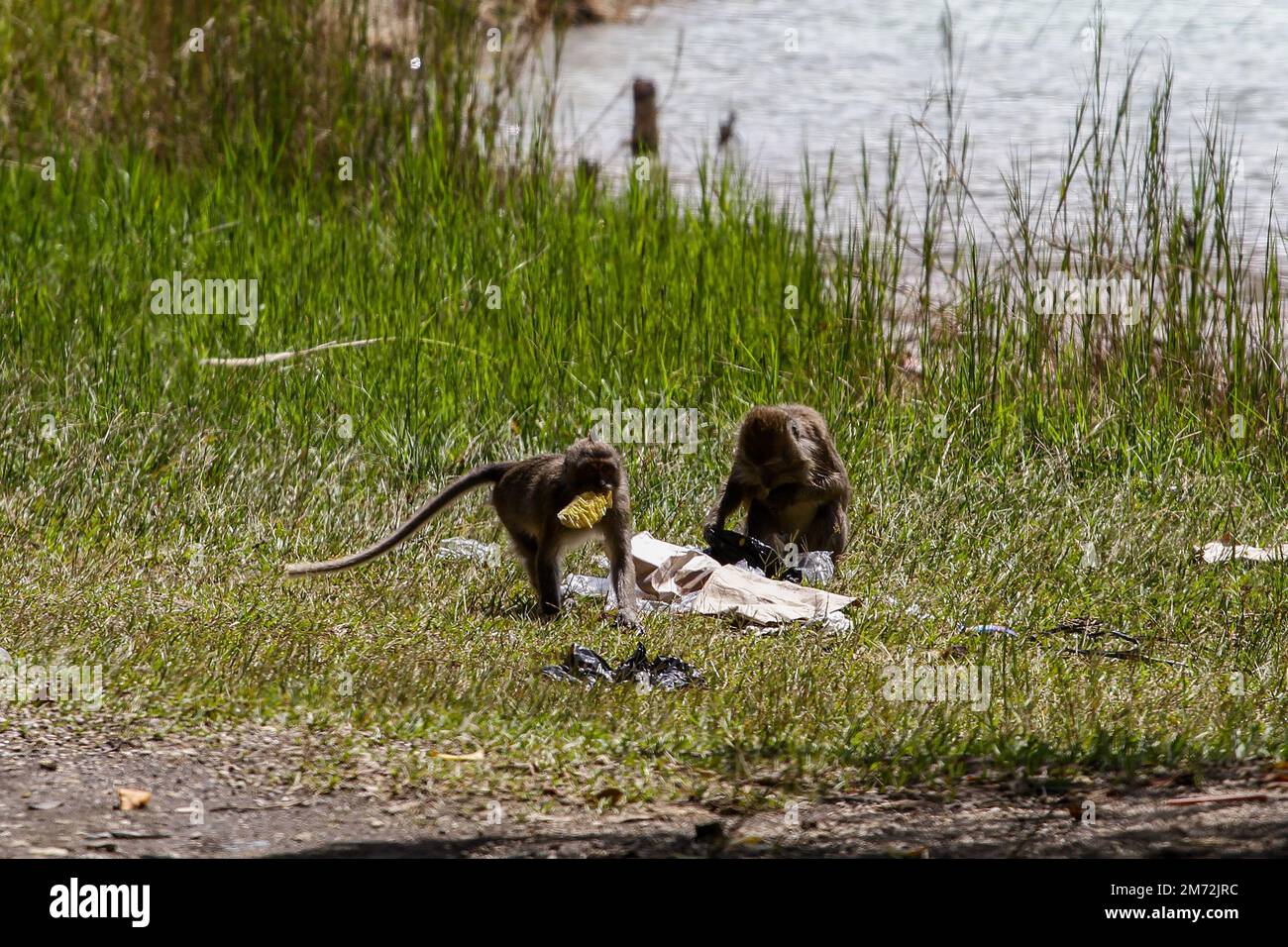 Bandung, West Java, Indonesia. 7th Jan, 2023. The long-tailed monkey ...