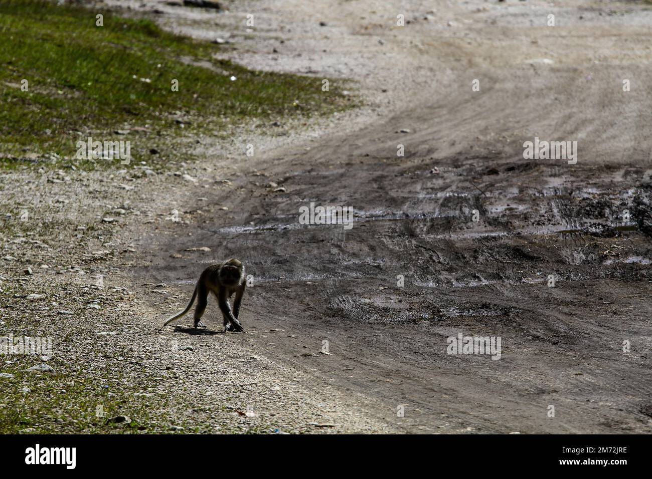 Bandung, West Java, Indonesia. 7th Jan, 2023. The long-tailed monkey ...
