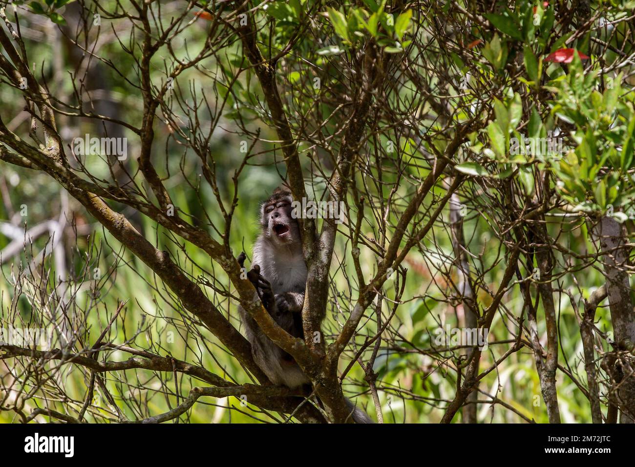 Bandung, West Java, Indonesia. 7th Jan, 2023. The long-tailed monkey ...