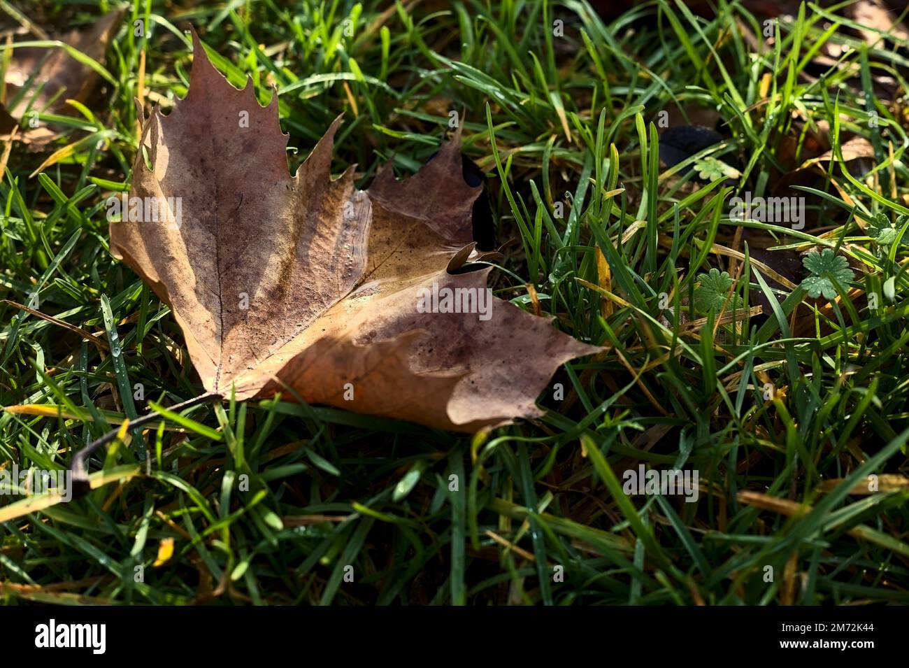 Brown leaf in the grass with dew in it seen up close Stock Photo - Alamy