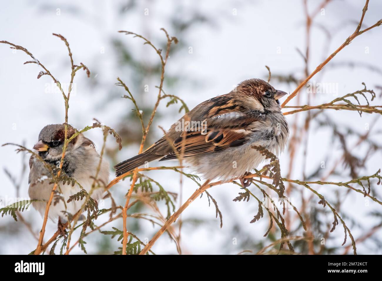 Sparrow sits on a branch without leaves. Sparrow on a branch in the ...