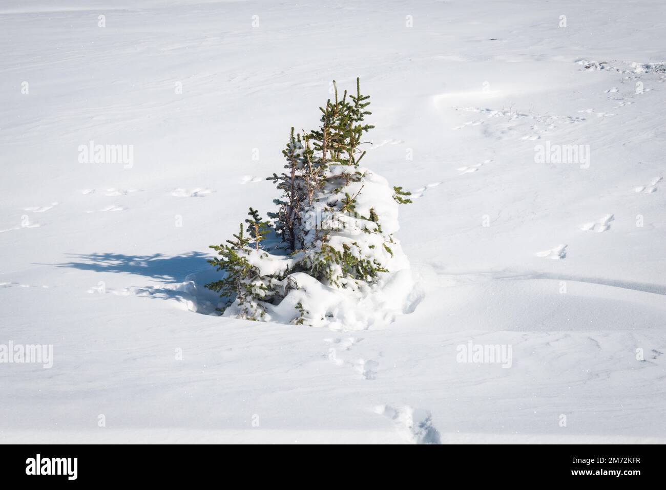 Whistlers mountain jasper hi-res stock photography and images - Alamy