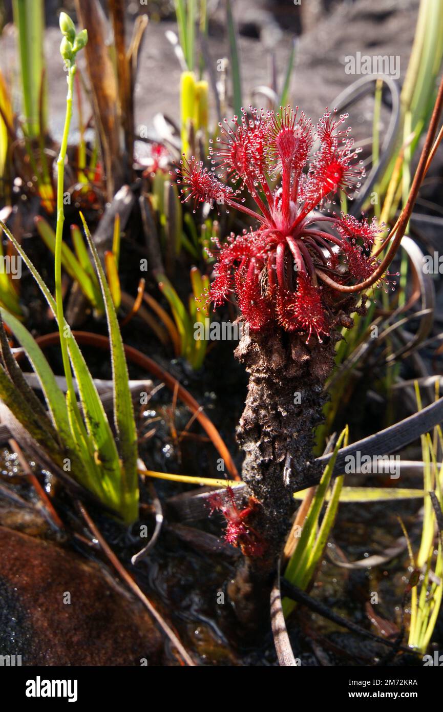 Drosera roraimae, adult plant with old stem, carnivorous sundew growing ...