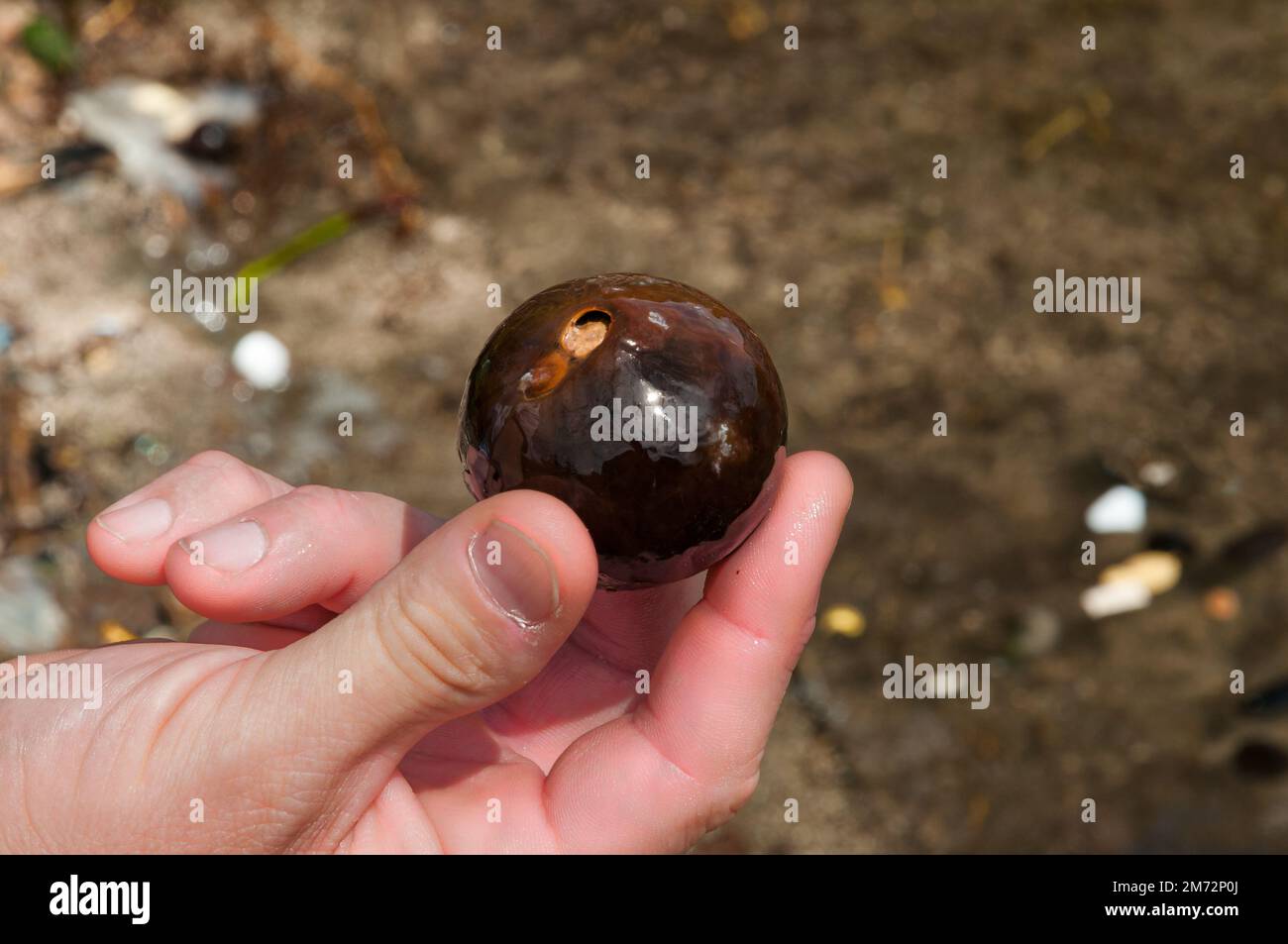 Close up of a wet drift seed picked up from the water by a male ...