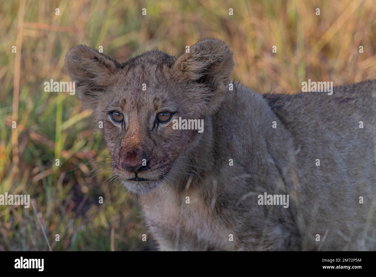 Lion cub - near a wildebeest kill Stock Photo - Alamy