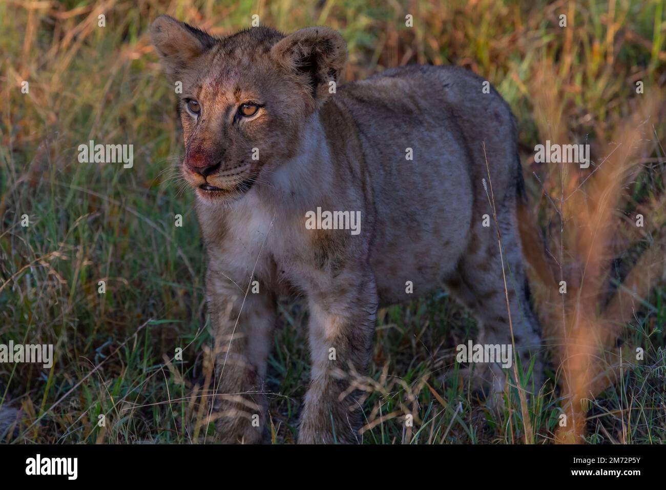 Lions and cub hi-res stock photography and images - Alamy