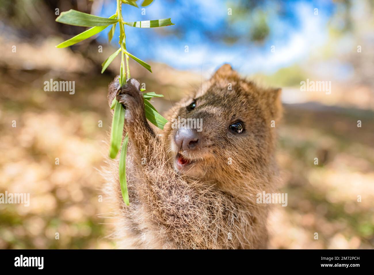 Quokka is enjoying a swing and being so happy, Rottnest island, Perth ...