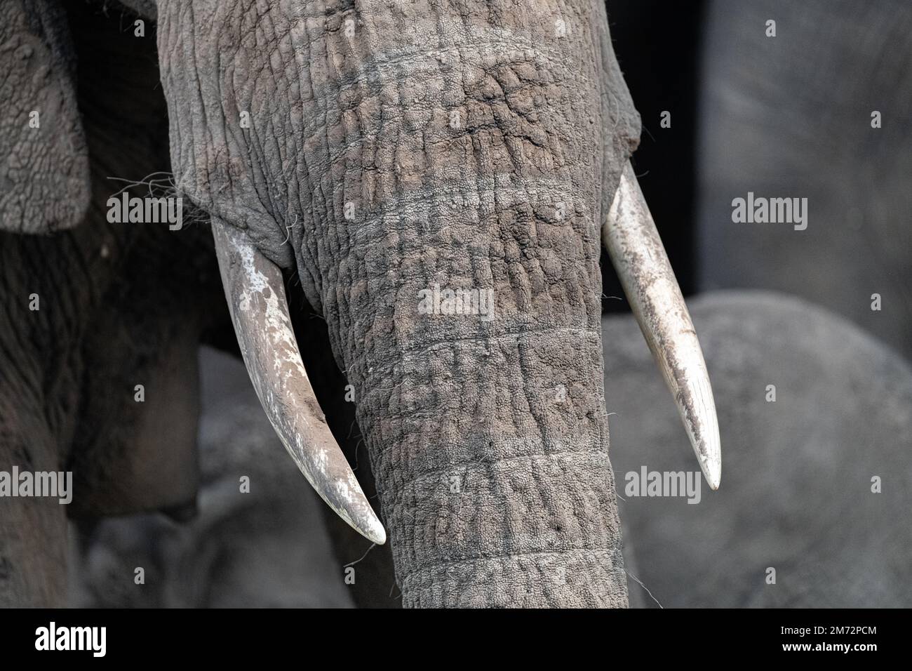 African elephant trunk hi-res stock photography and images - Alamy