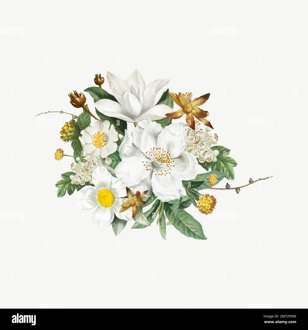 Blooming vintage mountain camellia vector Stock Vector Image & Art - Alamy
