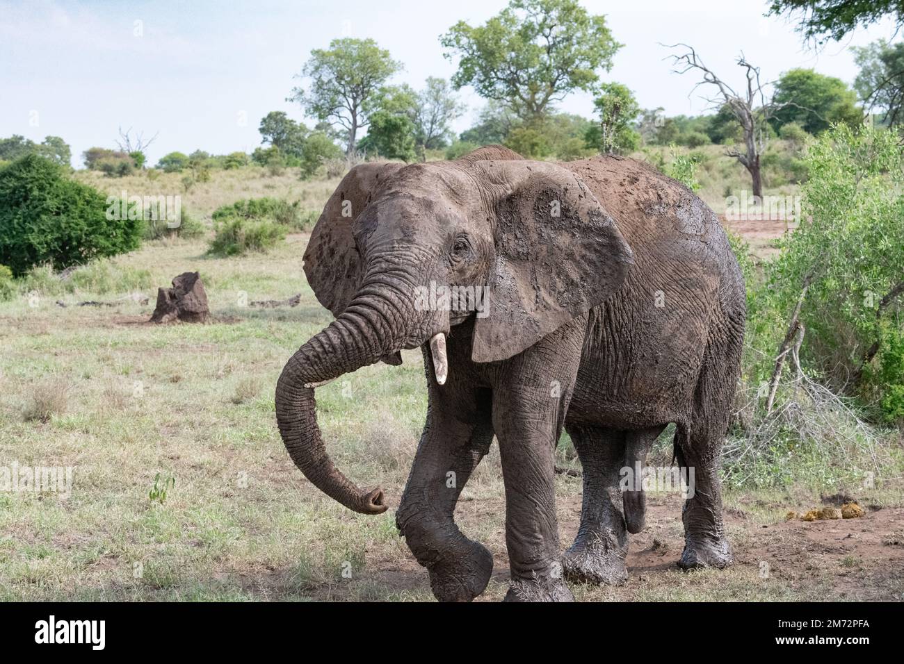 Large female African elephant with zebra behind it in the savannah in ...