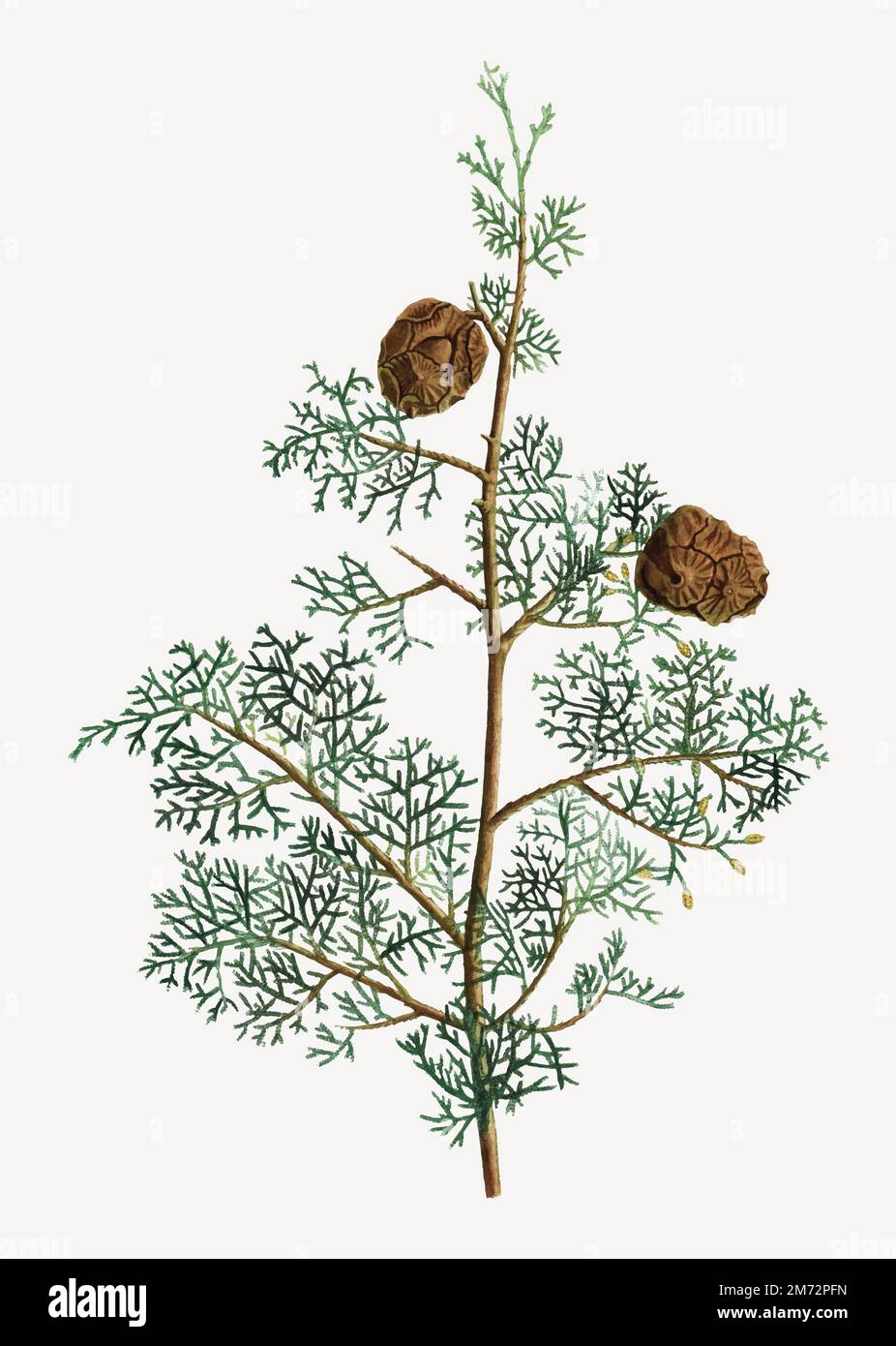 Vintage Mediterranean cypress plant vector Stock Vector Image & Art - Alamy