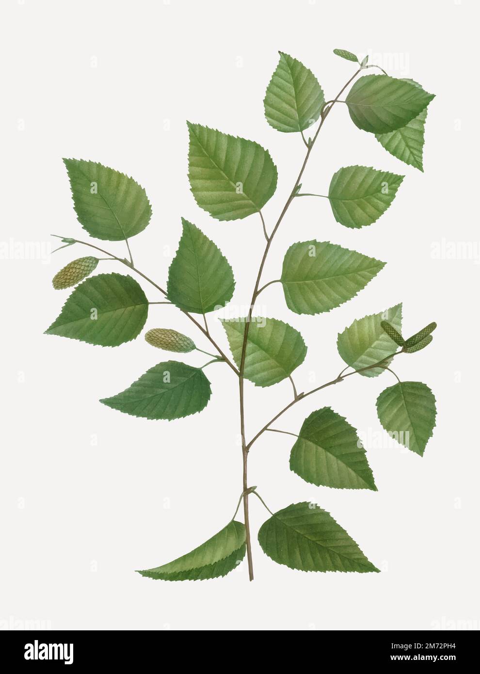 Vintage paper birch branch plant vector Stock Vector Image & Art - Alamy