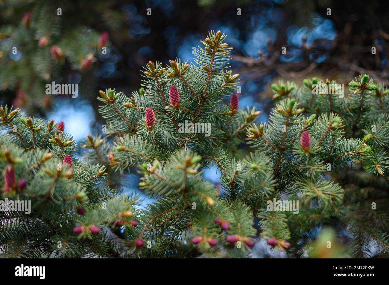 Spruce blossom. Small bright pink color young coniferous flowers or ...