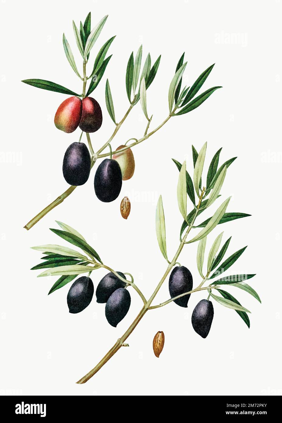 Vintage olive tree branch vector Stock Vector Image & Art - Alamy