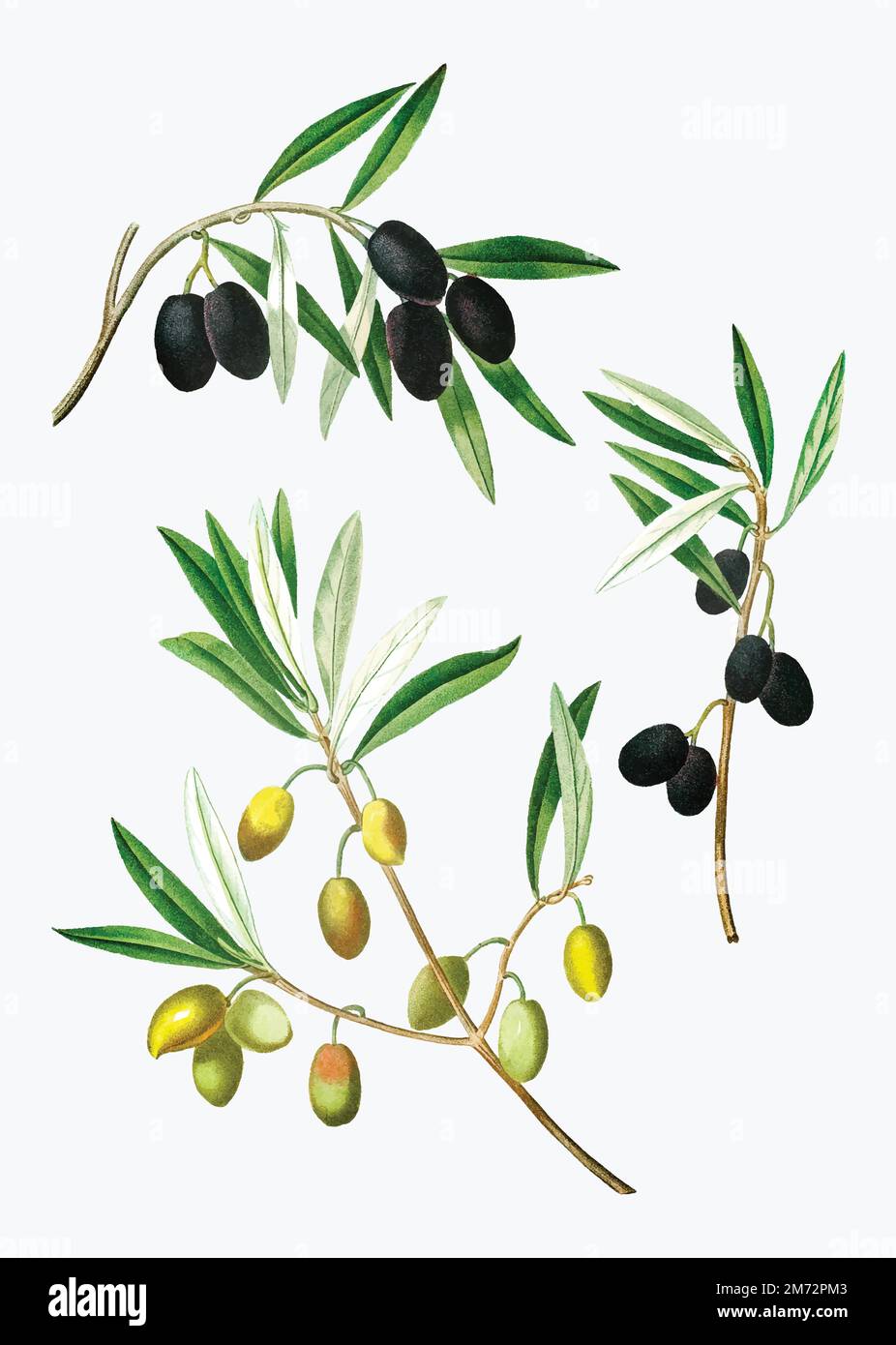 Illustration olive tree olea europaea Cut Out Stock Images & Pictures ...
