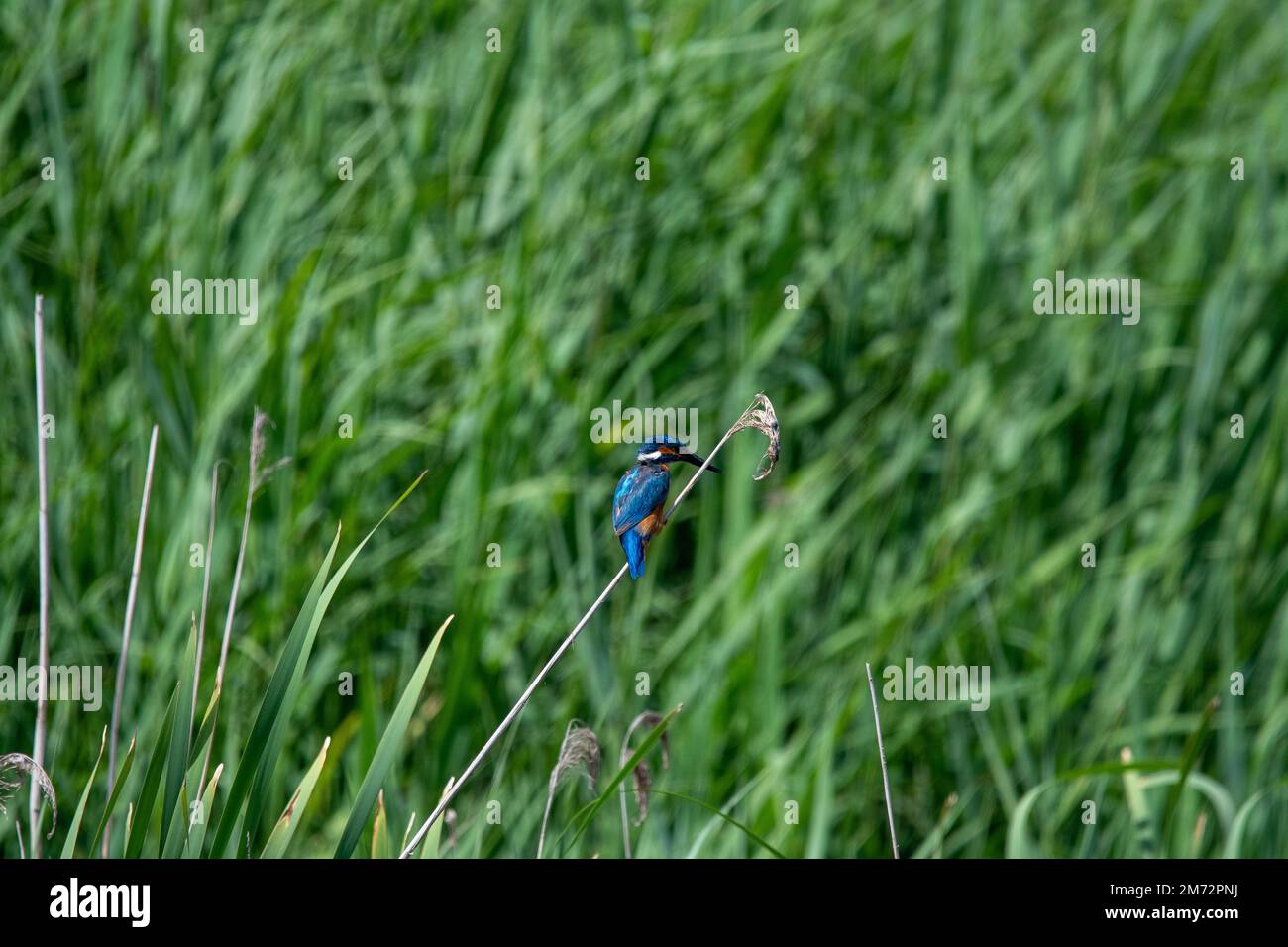 Common kingfisher sitting on a reed, against a green grass background ...