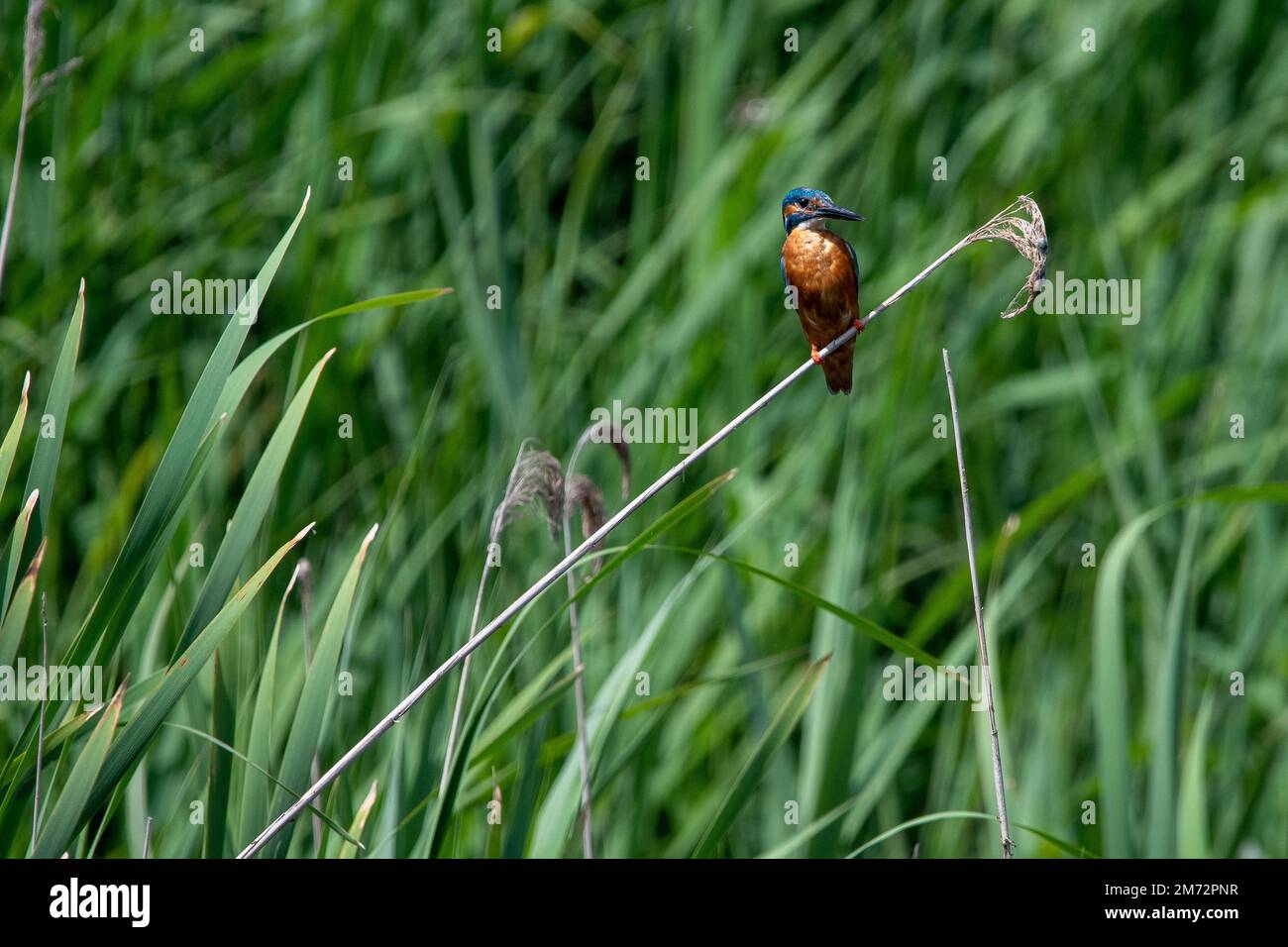 Common kingfisher sitting on a reed, against a green grass background ...
