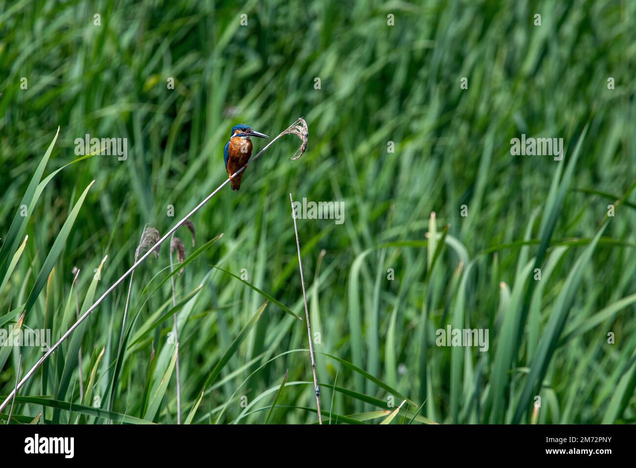 Common kingfisher sitting on a reed, against a green grass background ...