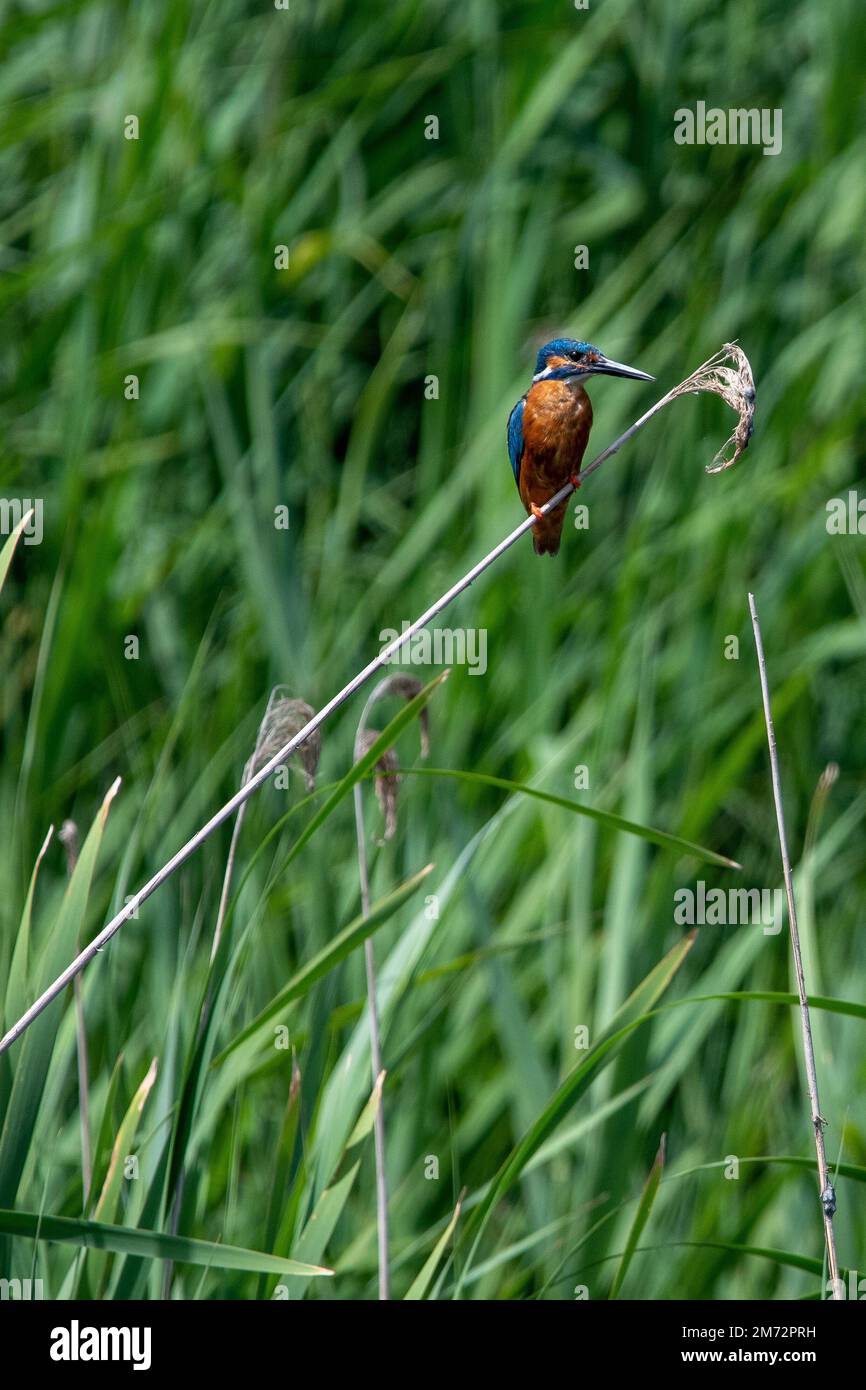 Common kingfisher sitting on a reed, against a green grass background ...