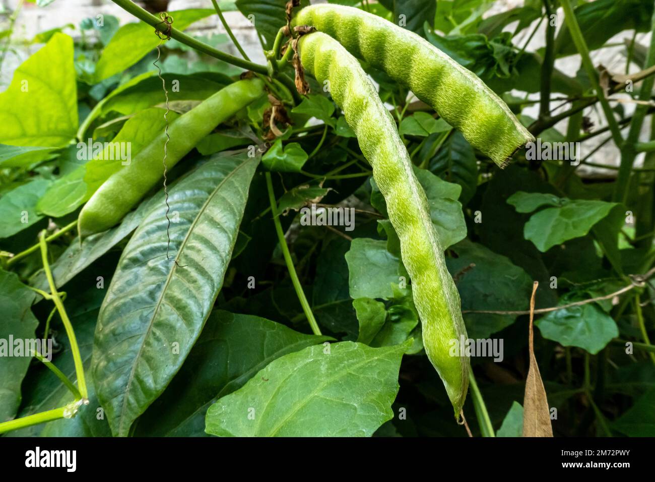 Phaseolus vulgaris. Beans growing in garden. Homegrown organic food ...