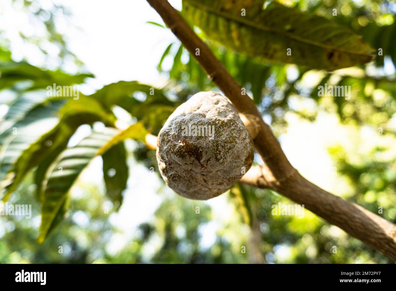 Custard apple tree hi-res stock photography and images - Alamy