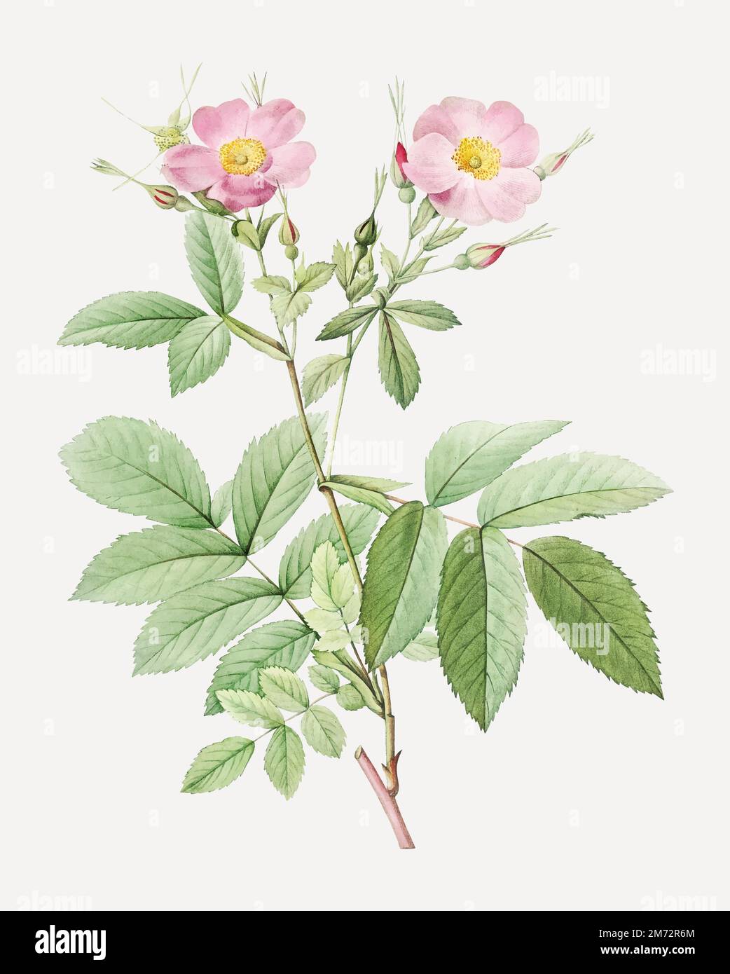 Vintage blooming alpine rose vector Stock Vector Image & Art - Alamy