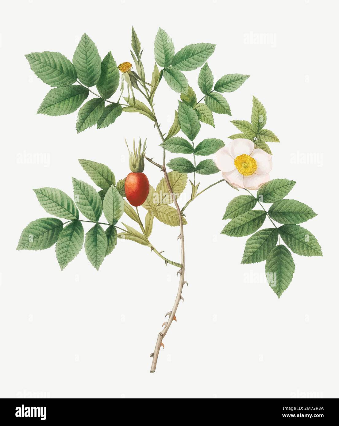 Mountain rose with toothed leaflets vector Stock Vector Image & Art - Alamy