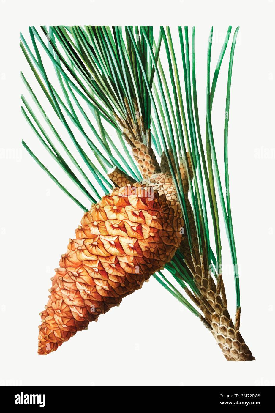 Vintage Maritime Pine Cone Vector Stock Vector Image And Art Alamy