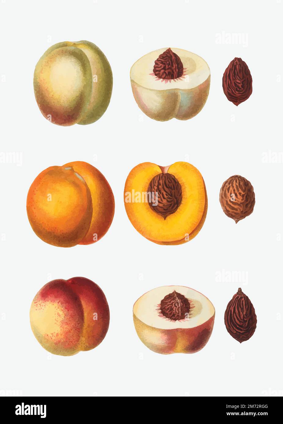 Vintage sliced juicy peaches vector Stock Vector Image & Art - Alamy