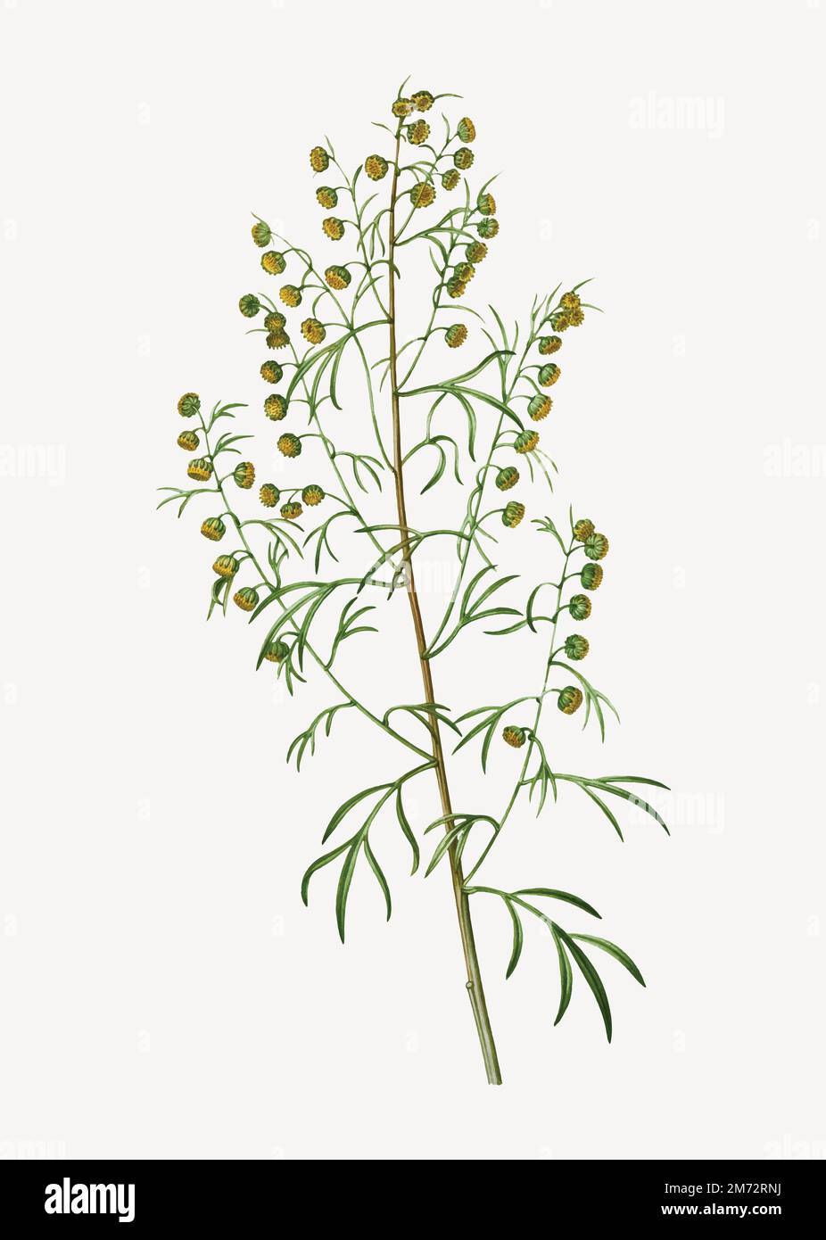 Vintage madeira wormwood branch vector Stock Vector Image & Art - Alamy