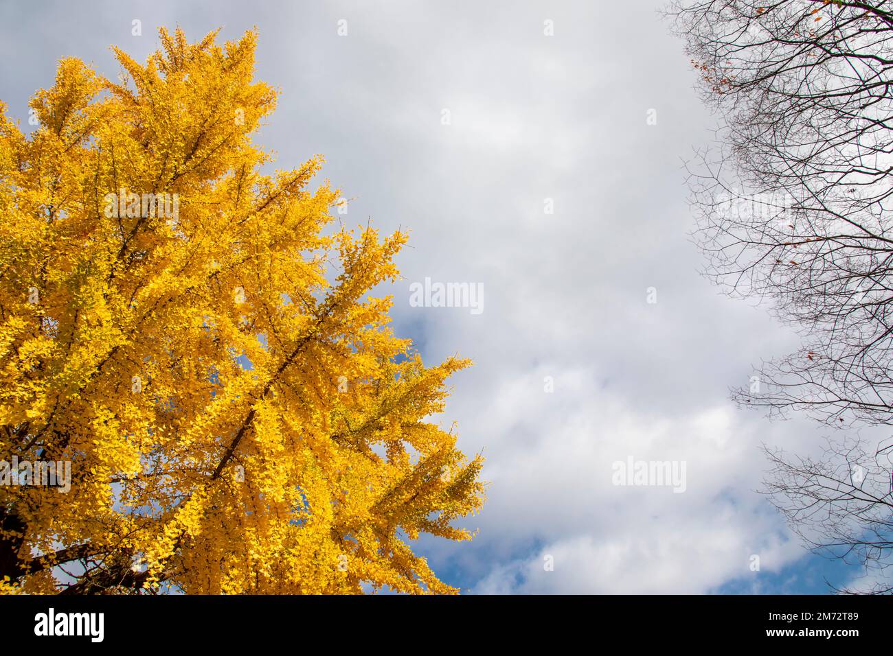 the autumn view of Giant Ginko tree (Ginkgo biloba) and building ...