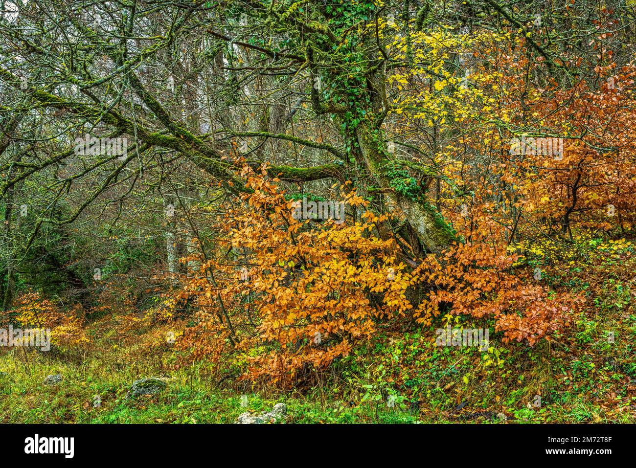 Branches bushes trees green leaves hi-res stock photography and images ...