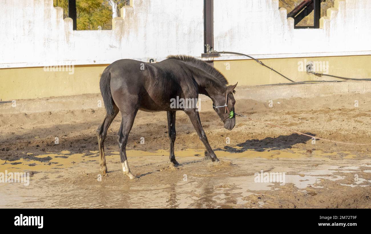 A black riding horse walking in mud Stock Photo - Alamy