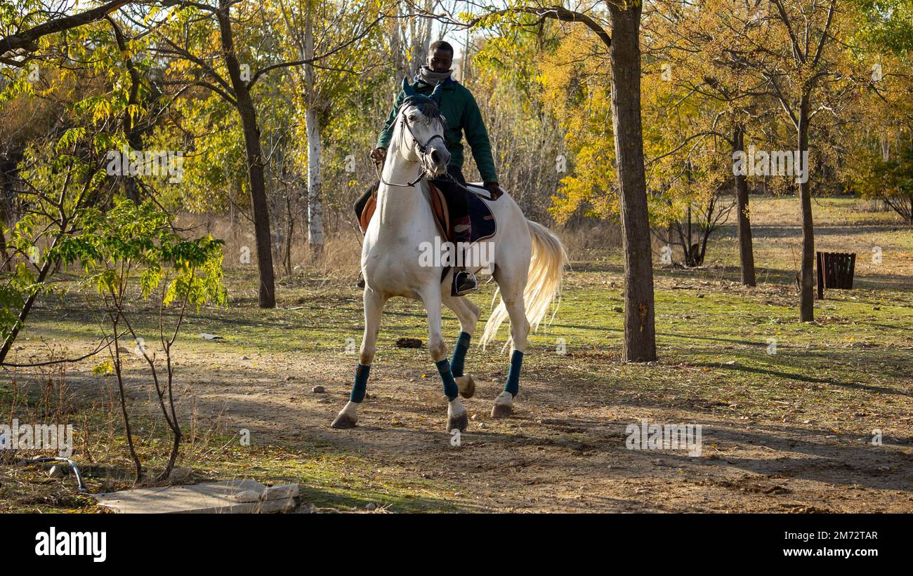 A black man riding a white horse at the farm Stock Photo - Alamy
