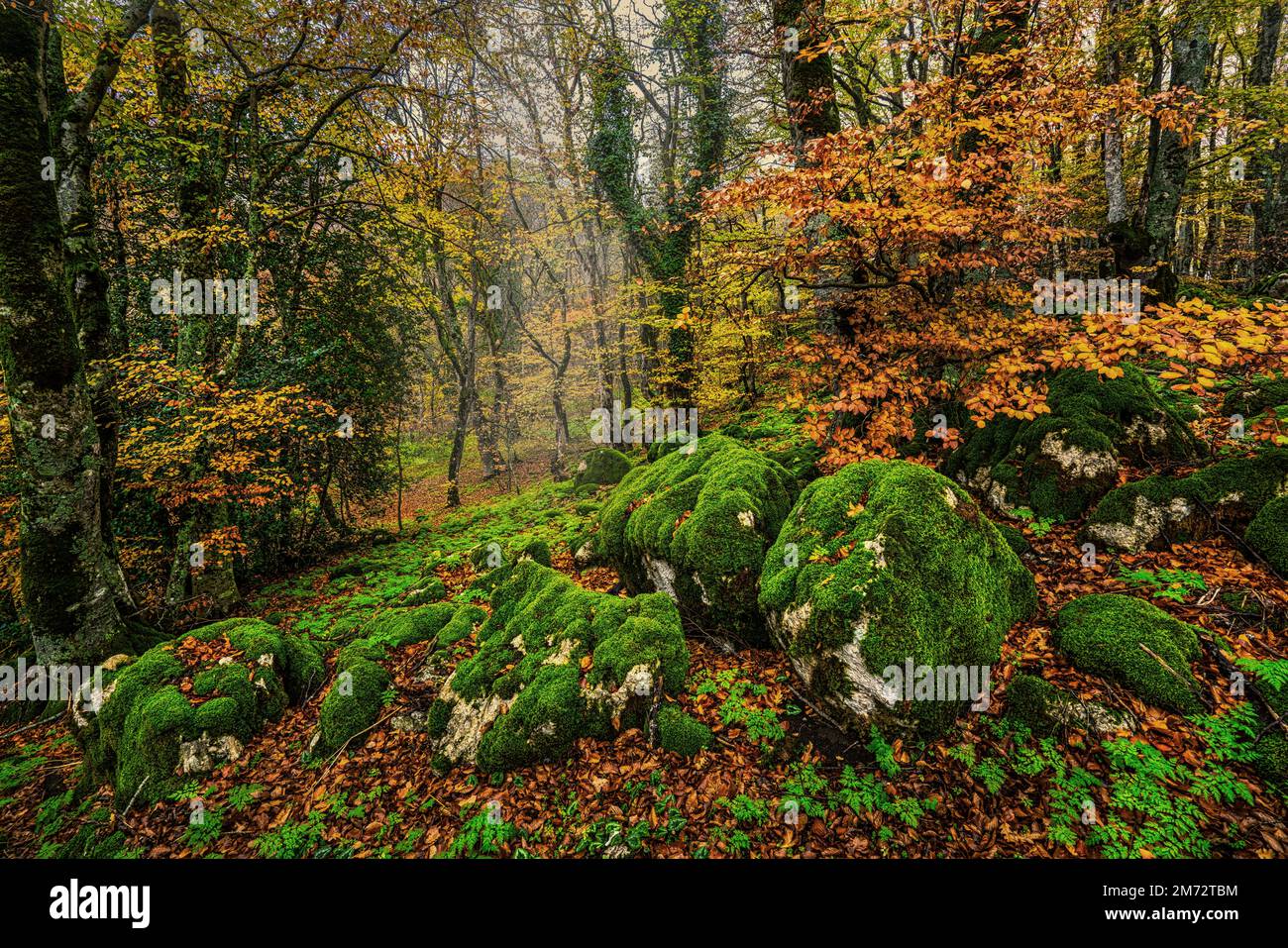 Beech and old maple forest with boulders covered with moss and brown ...