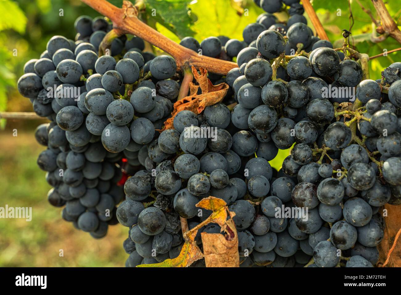 Montepulciano d'Abruzzo grape vineyard Stock Photo - Alamy