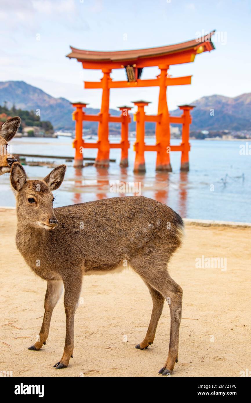 the closeup image of wild sika deer (Cervus nippon) on the island of ...