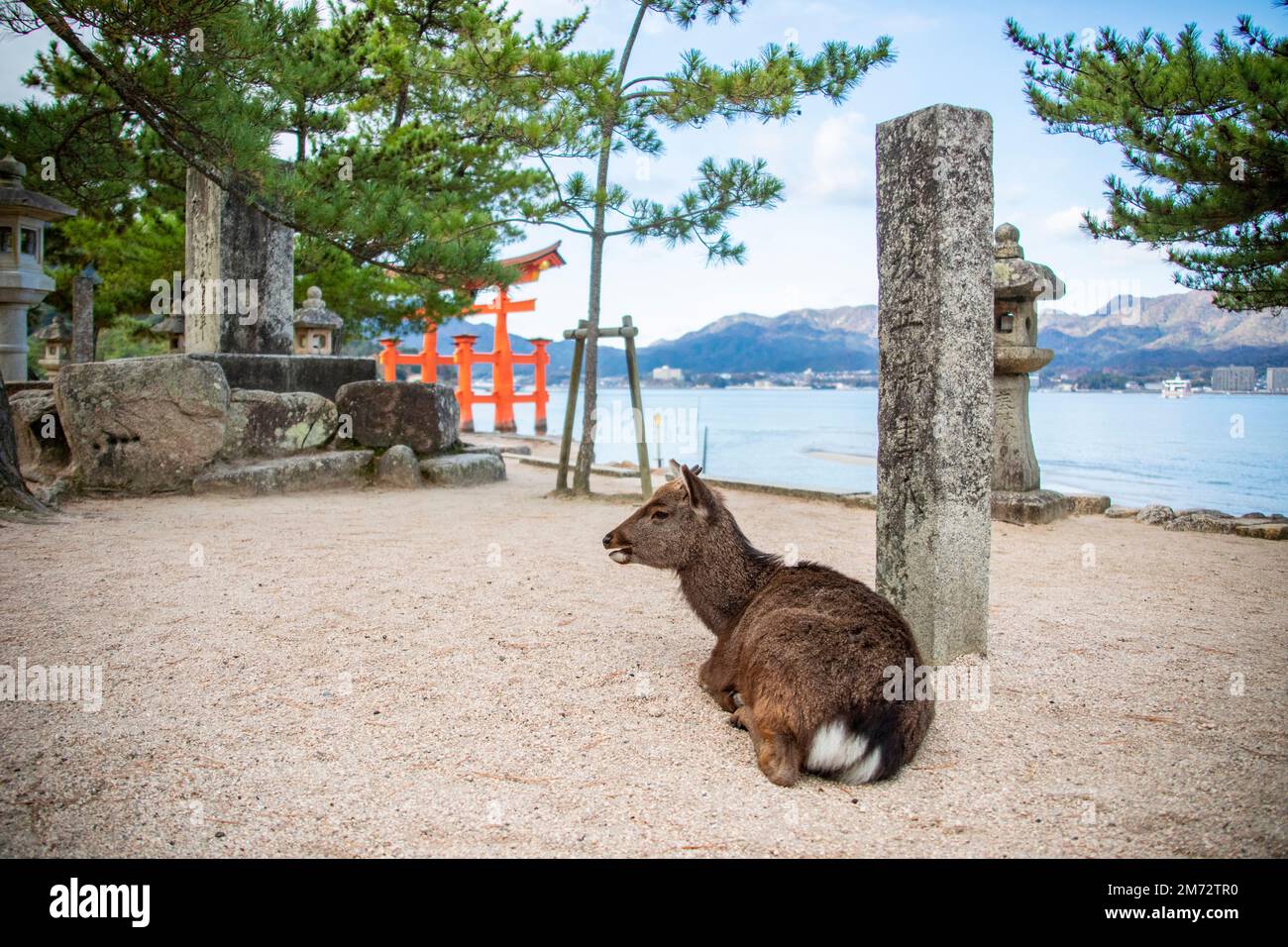 the closeup image of wild sika deer (Cervus nippon) on the island of ...