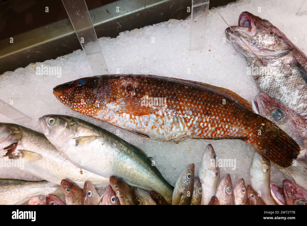 fresh fish on the market Stock Photo - Alamy