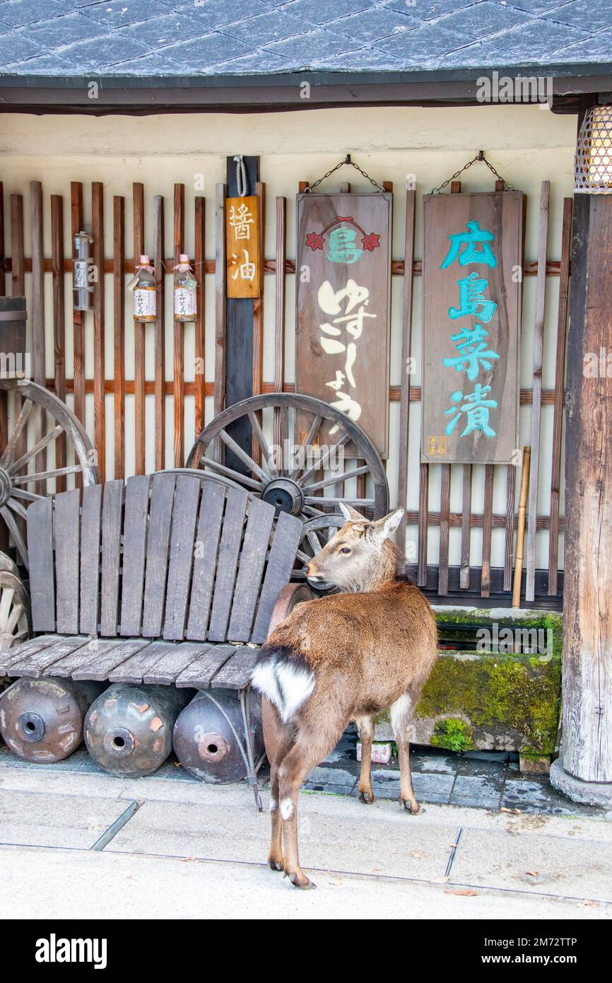 Hiroshima Japan Dec 3rd 2022: the closeup image of wild sika deer ...